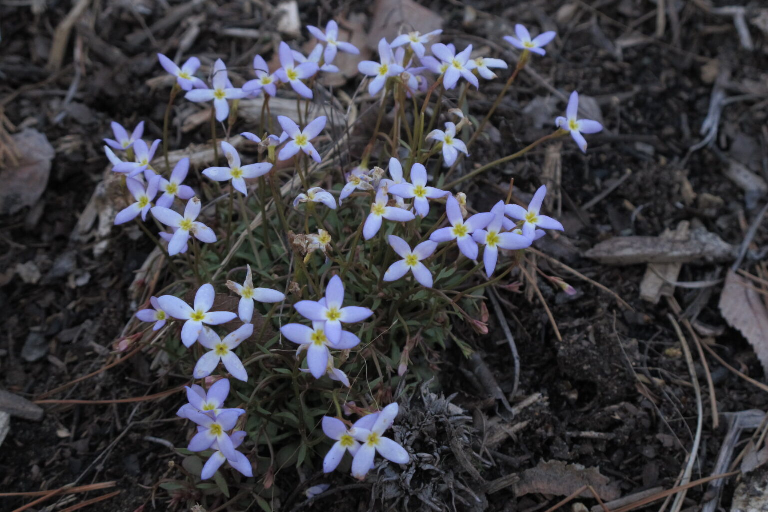Common Bluet - NC Wildflowers